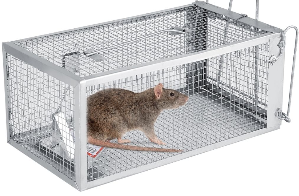 Rodent Control - Anticimex